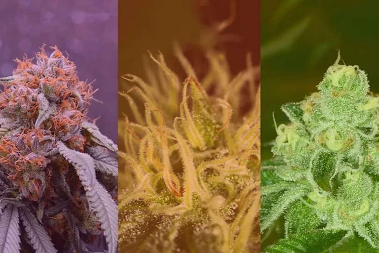 What’s the Difference Between Indica, Sativa, and Hybrid Strains ...